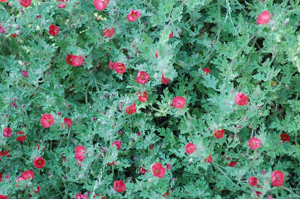 Sphaeralcea munroana a mallow with beauty, brawn