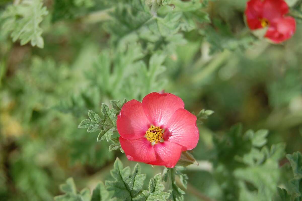 Sphaeralcea munroana a mallow with beauty, brawn