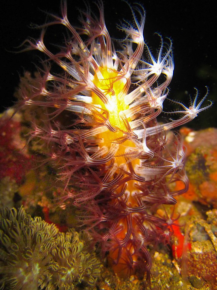 Luzon: Expedition discovers 300 species on island
