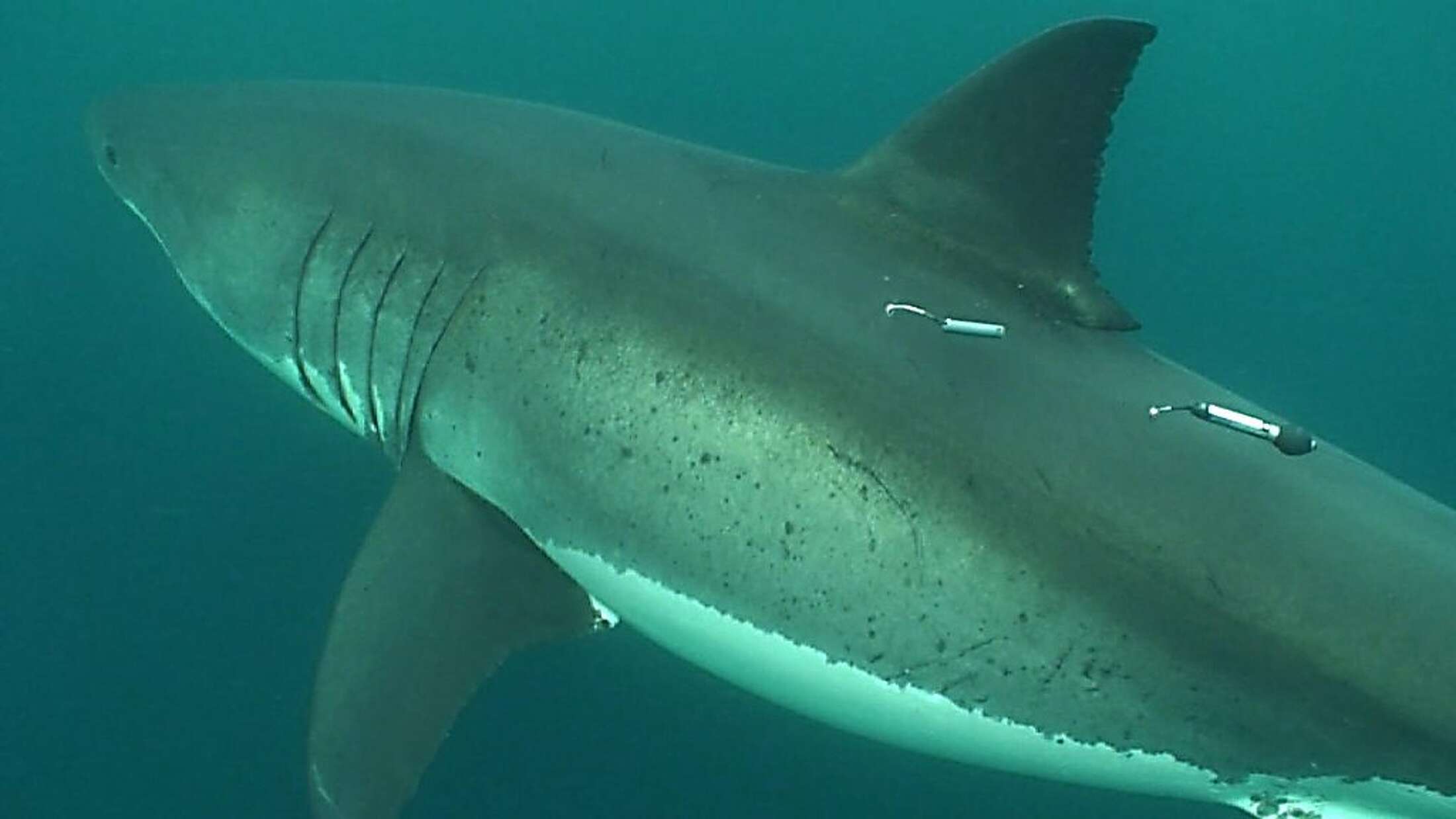 Great white shark stops swim from Golden Gate Bridge to Farallon Islands