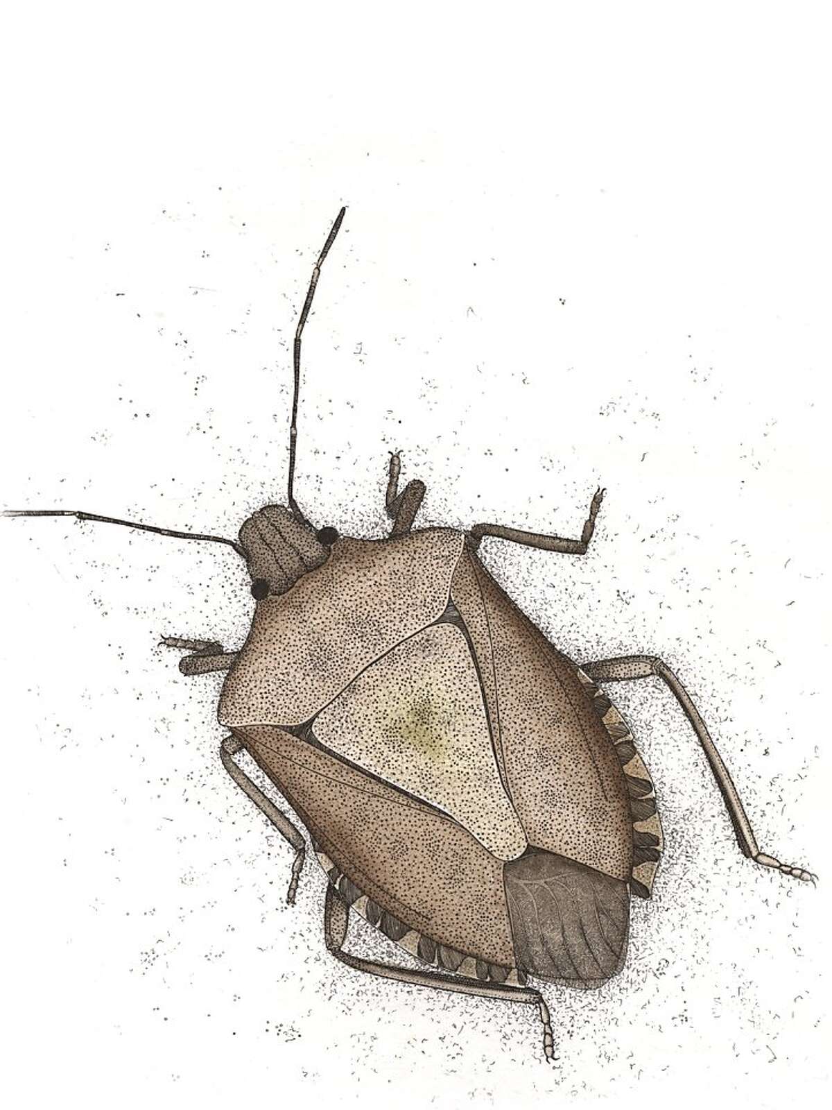 Amy Stewart's 'Wicked Bugs' tracks tiny killers