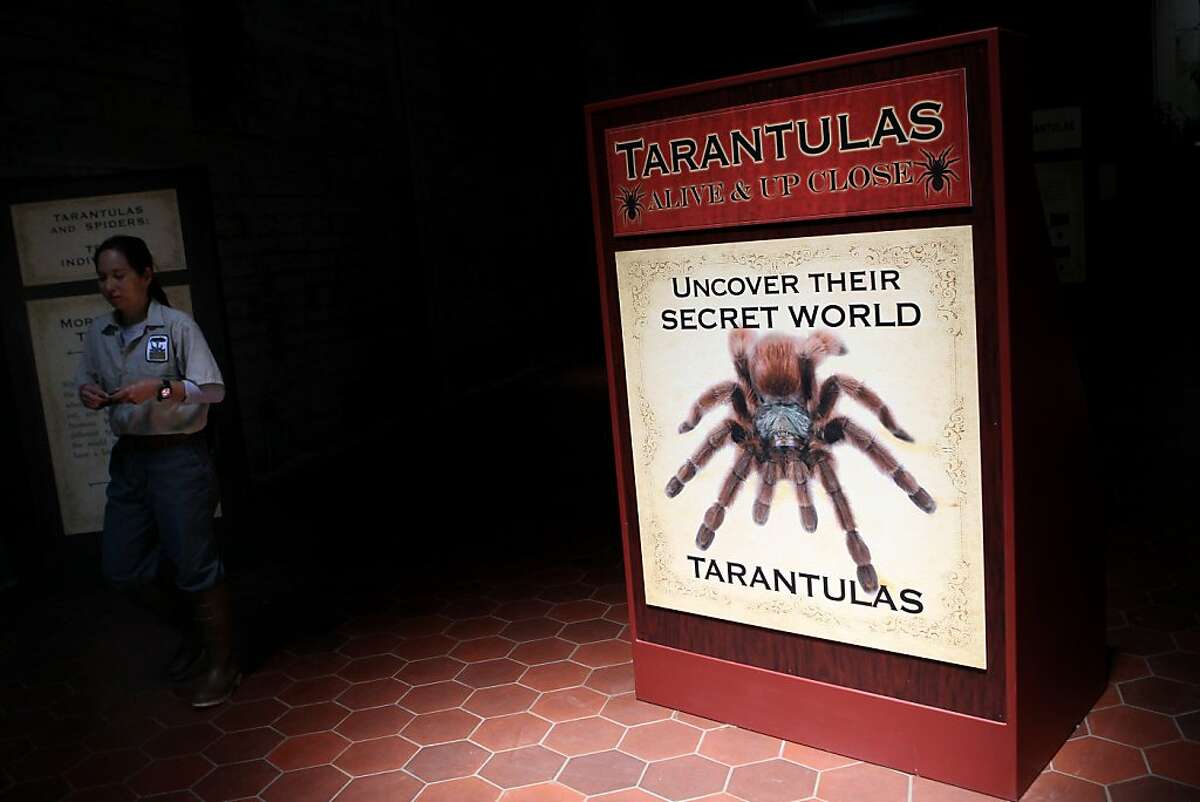 S.F. Zoo: 20 specimens of tarantulas on exhibit