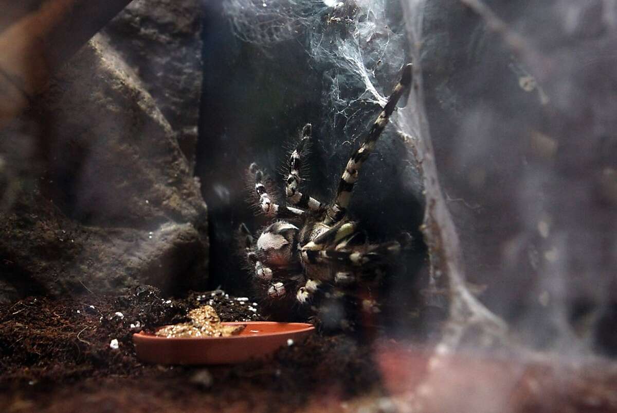 S.F. Zoo: 20 specimens of tarantulas on exhibit
