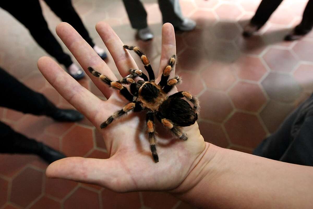 S.F. Zoo: 20 specimens of tarantulas on exhibit