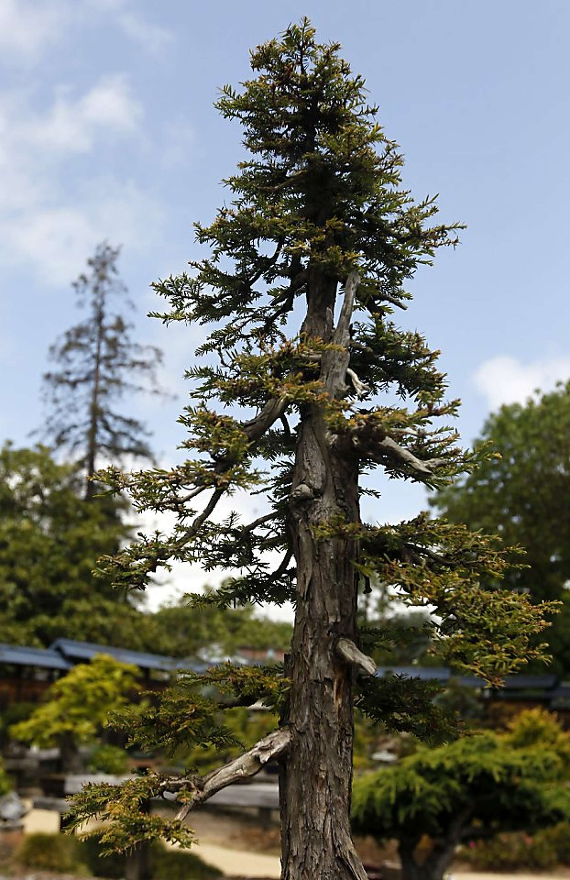 Bonsai master Yasuo Mitsuya visits Oakland garden