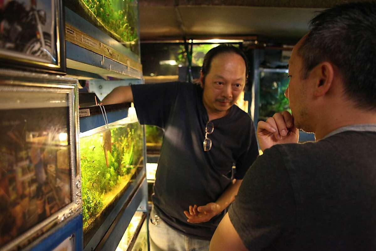 SF Animal Control Commission seeks ban on goldfish