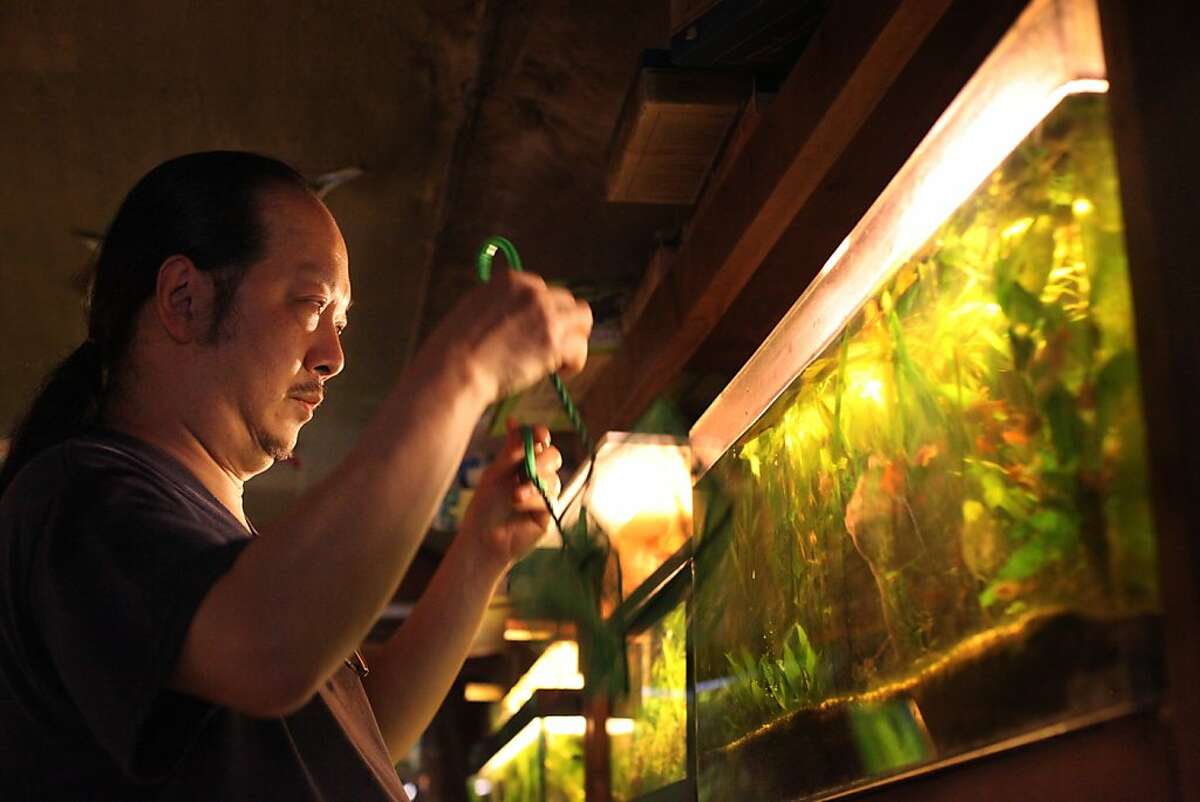 SF Animal Control Commission seeks ban on goldfish