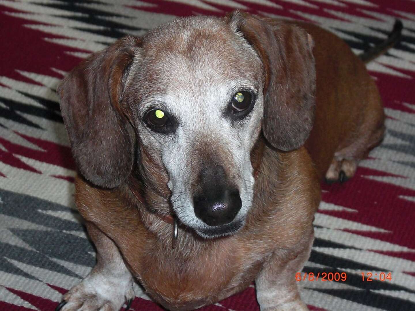 Dachshund not short on love