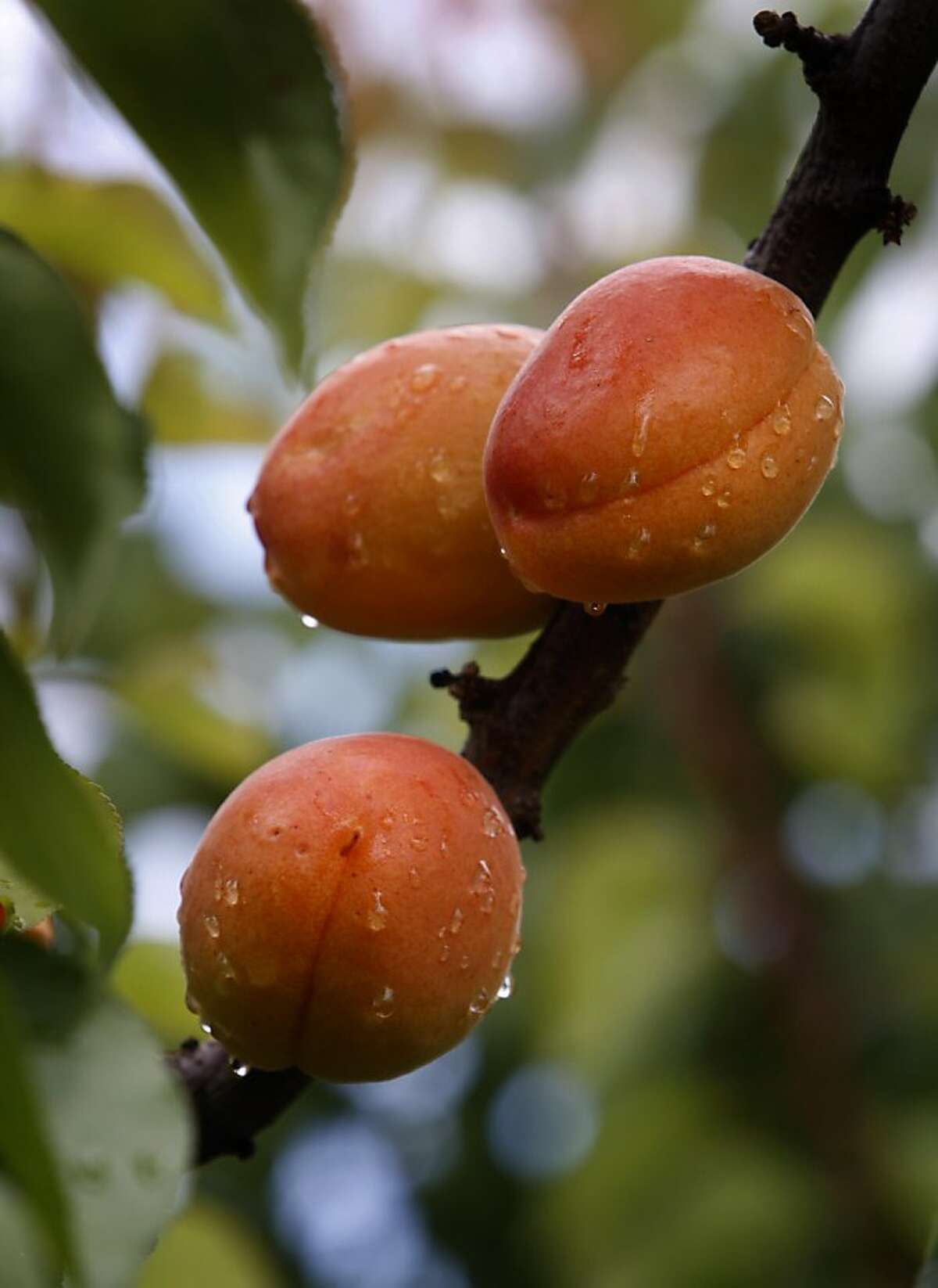 Floyd Zaiger a fruit innovator to the world