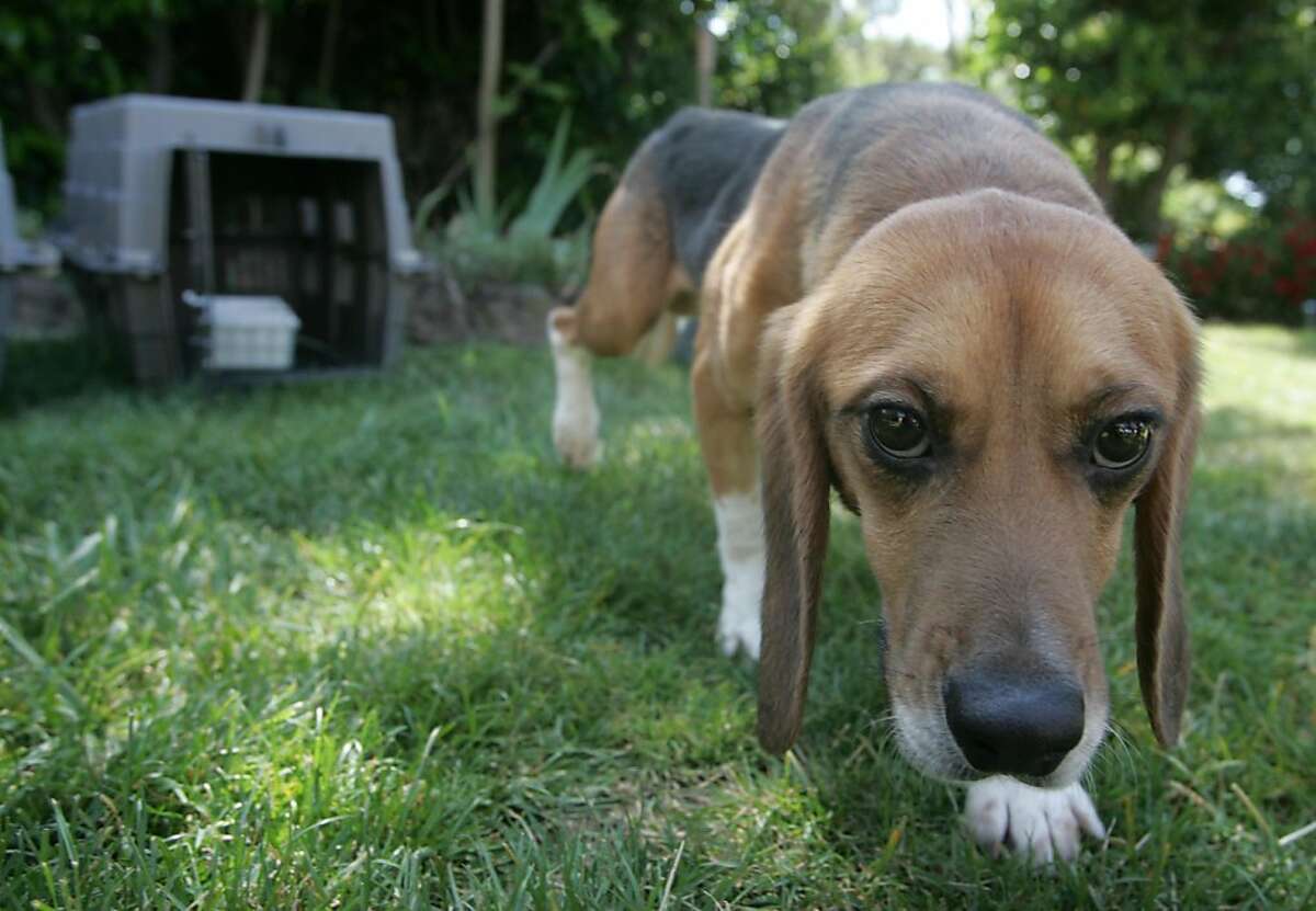 Rescued lab beagles given first taste of freedom
