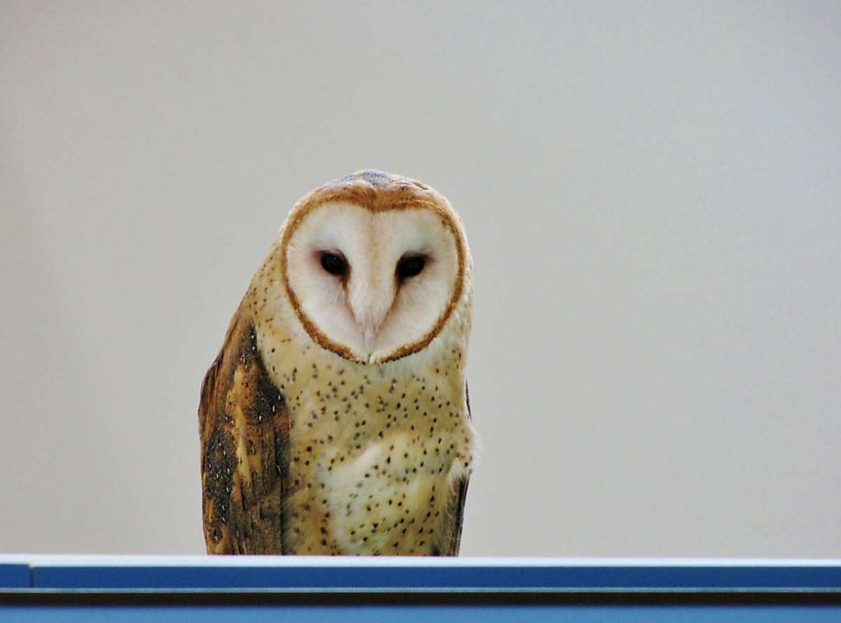 Lindsay Wildlife Museum, First Avenue, Walnut Creek