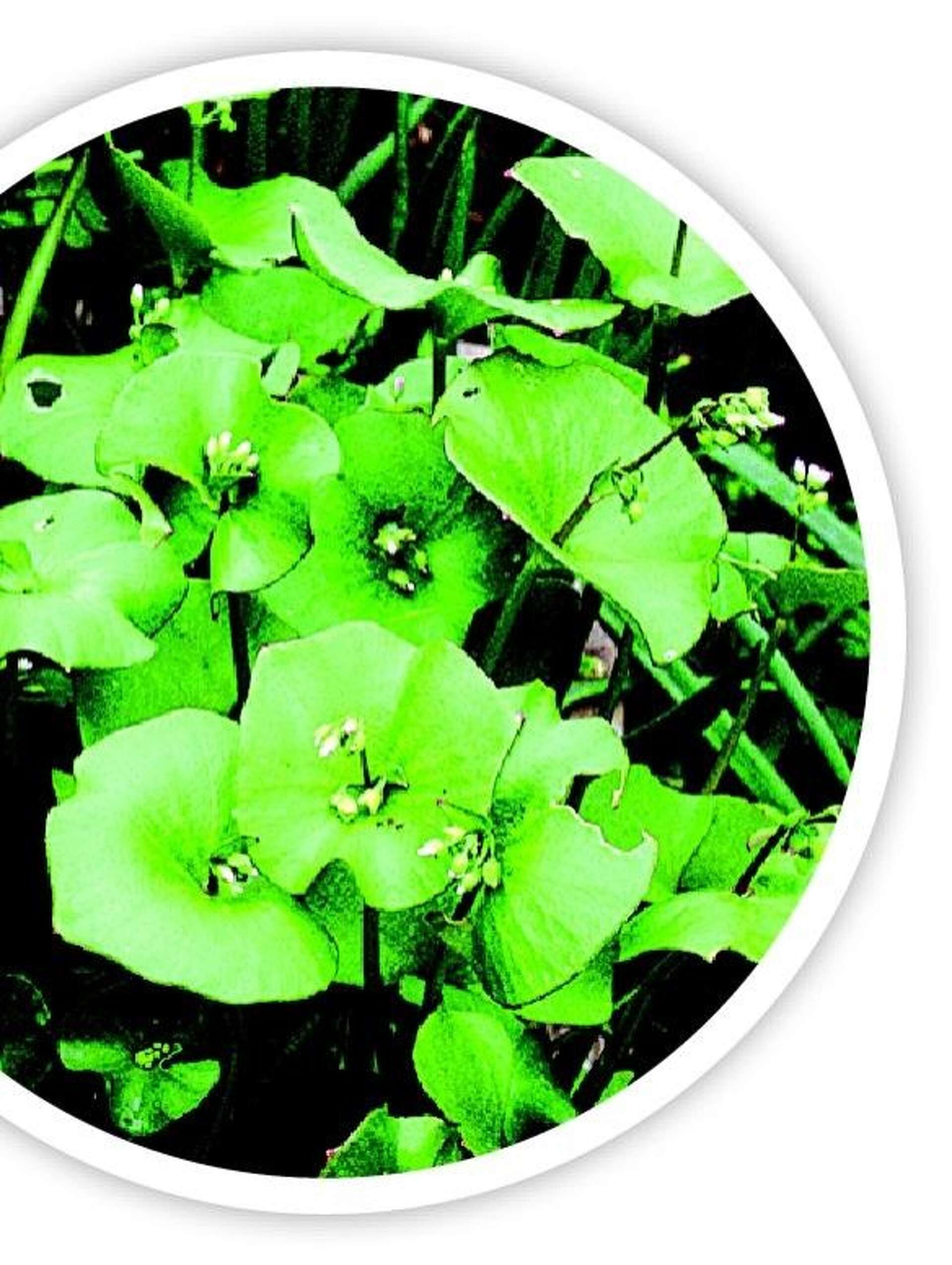 Best edibles to grow in shade in Bay Area