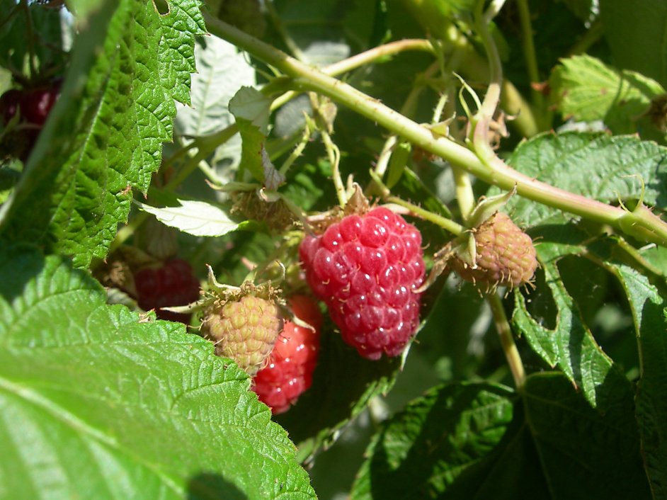 Everbearing red raspberries: From suckers, something succulent