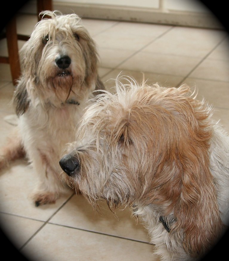 How Peebs keep dog owner grounded