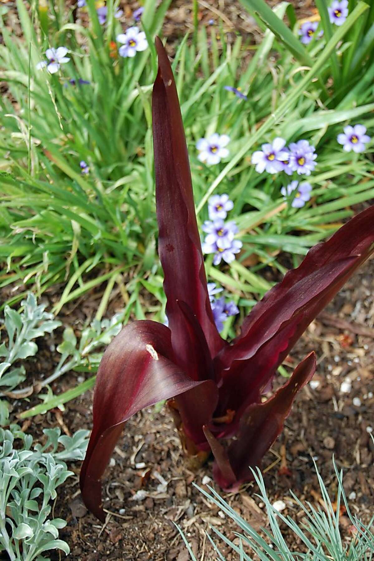 Pineapple lilies perk up oasis as foliage accent