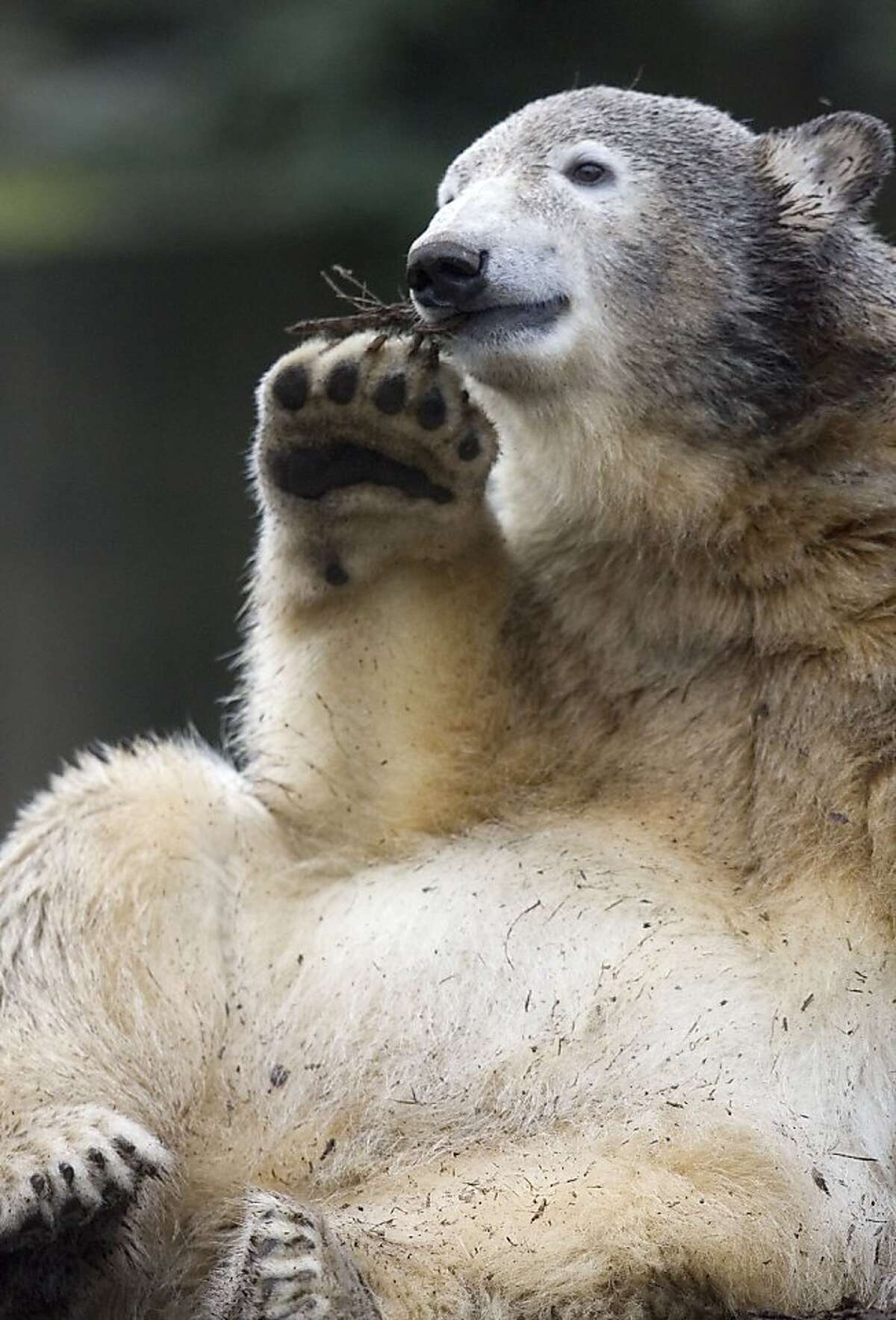 Dead polar bear Knut could still make millions