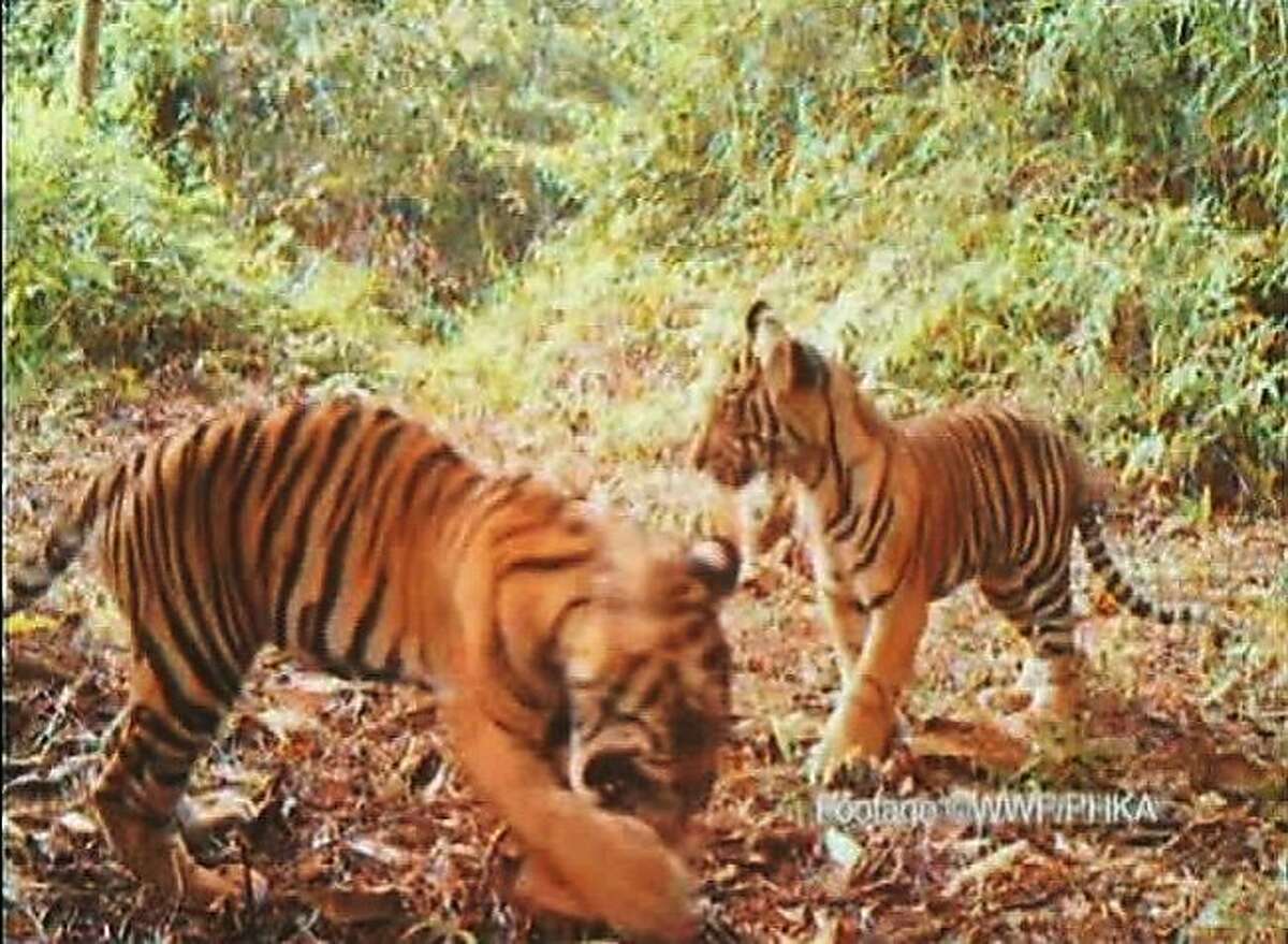Endangered Sumatran tigers caught on video
