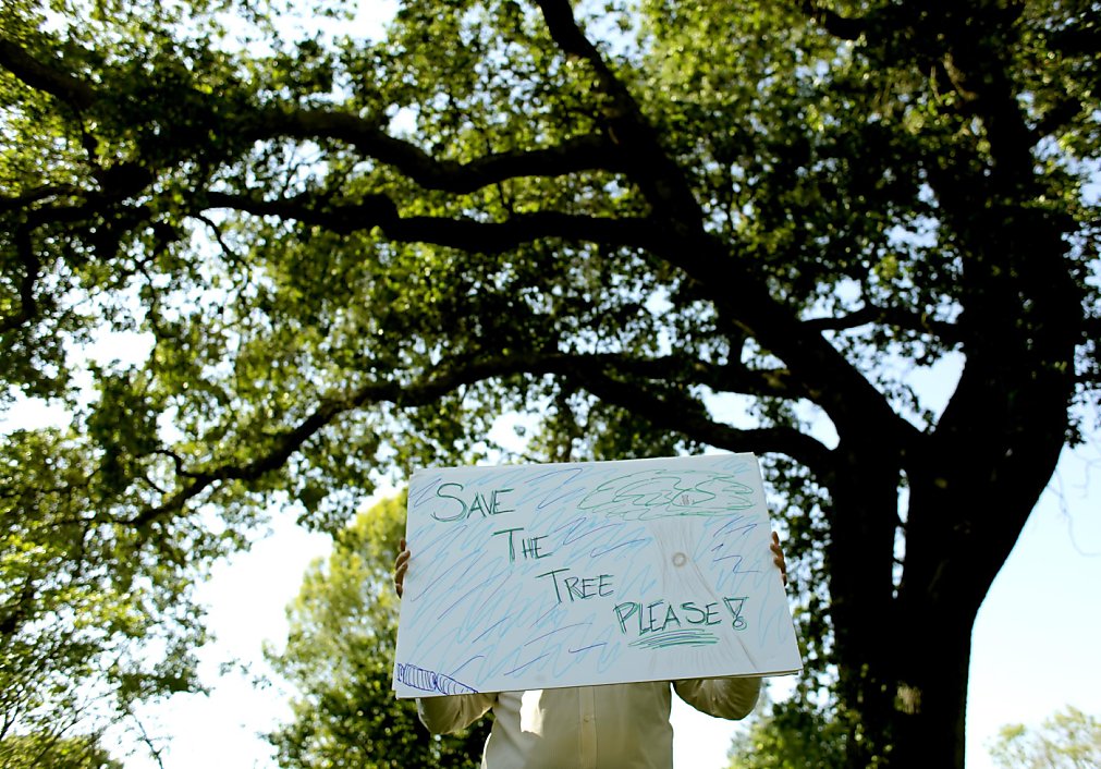 Tree along Hetch Hetchy pipe route spared for now