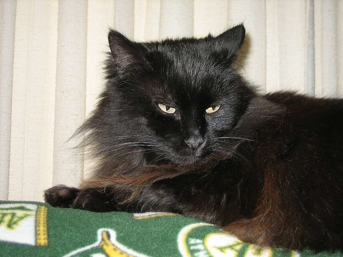 Funny little black cat, Bugs, stole his heart