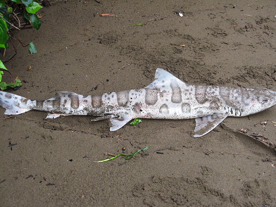Leopard sharks dying by the hundreds in San Francisco Bay