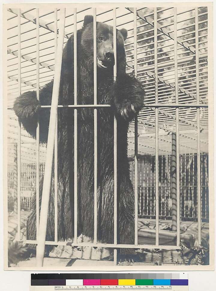 CA grizzly bear Monarch: a symbol of suffering