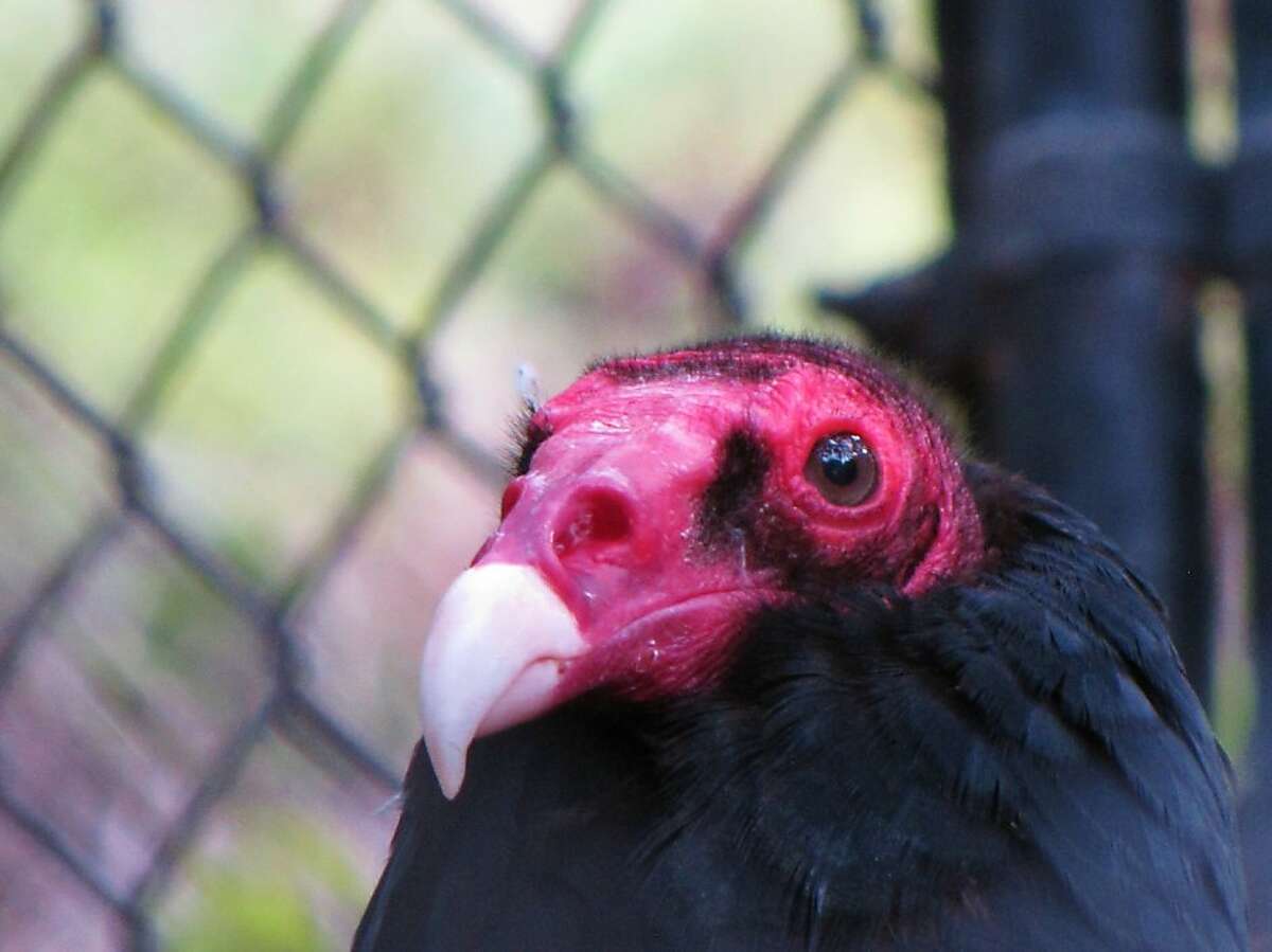 Sulphur Creek Nature Center, Hayward