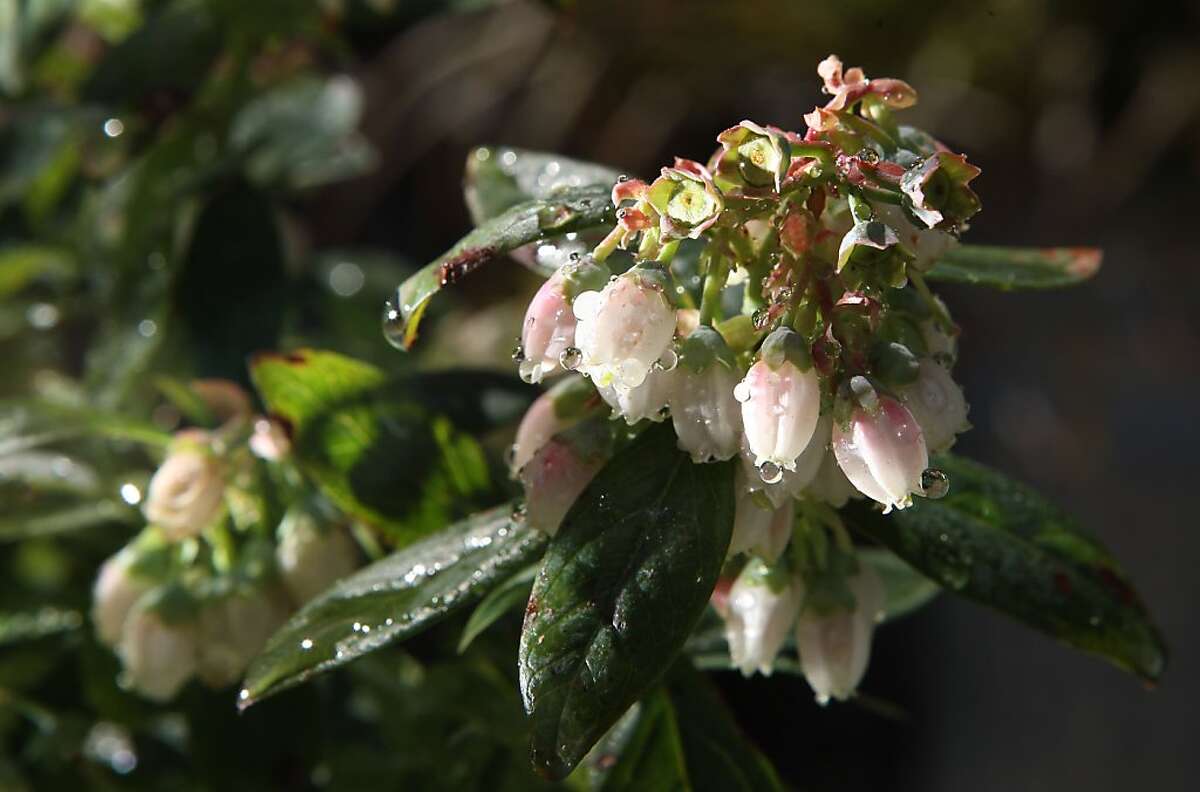 Blueberry varieties that thrive in Bay Area