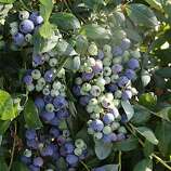 Blueberry varieties that thrive in Bay Area - SFGate