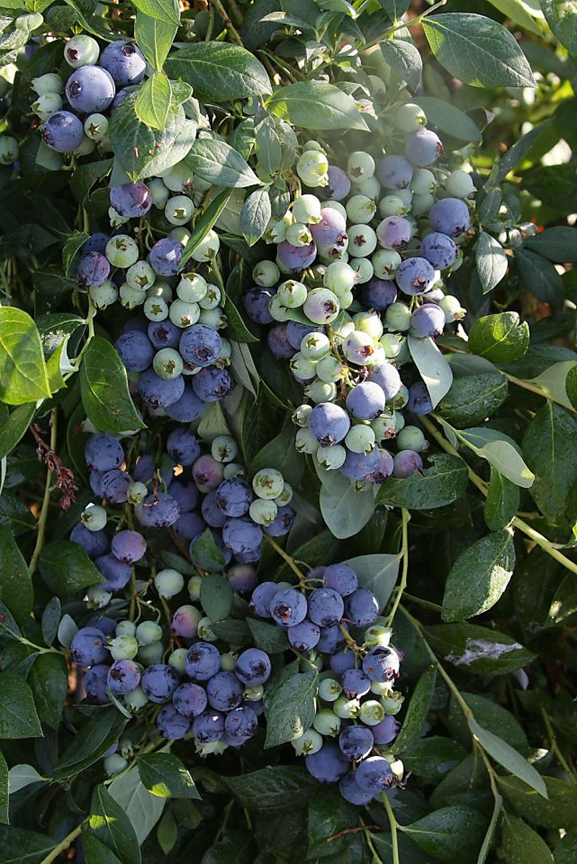 Blueberry varieties that thrive in Bay Area