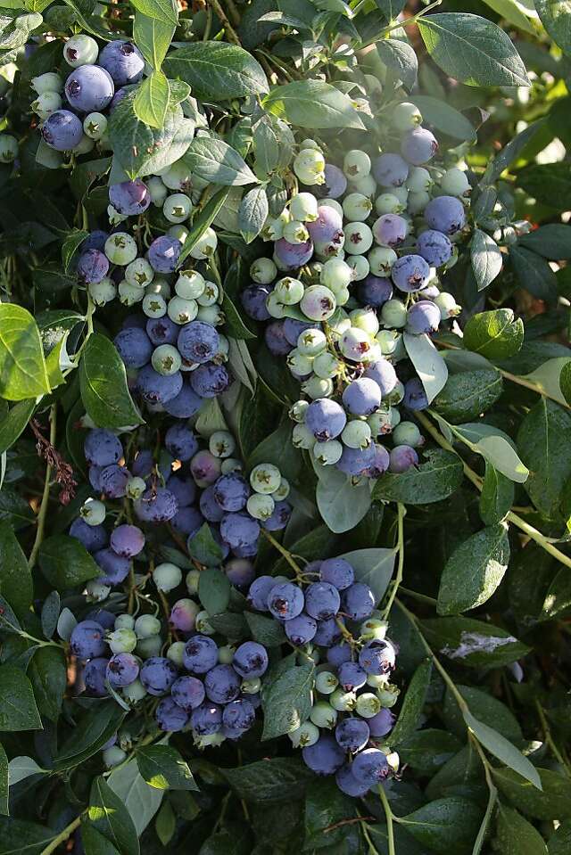 Blueberry varieties that thrive in Bay Area
