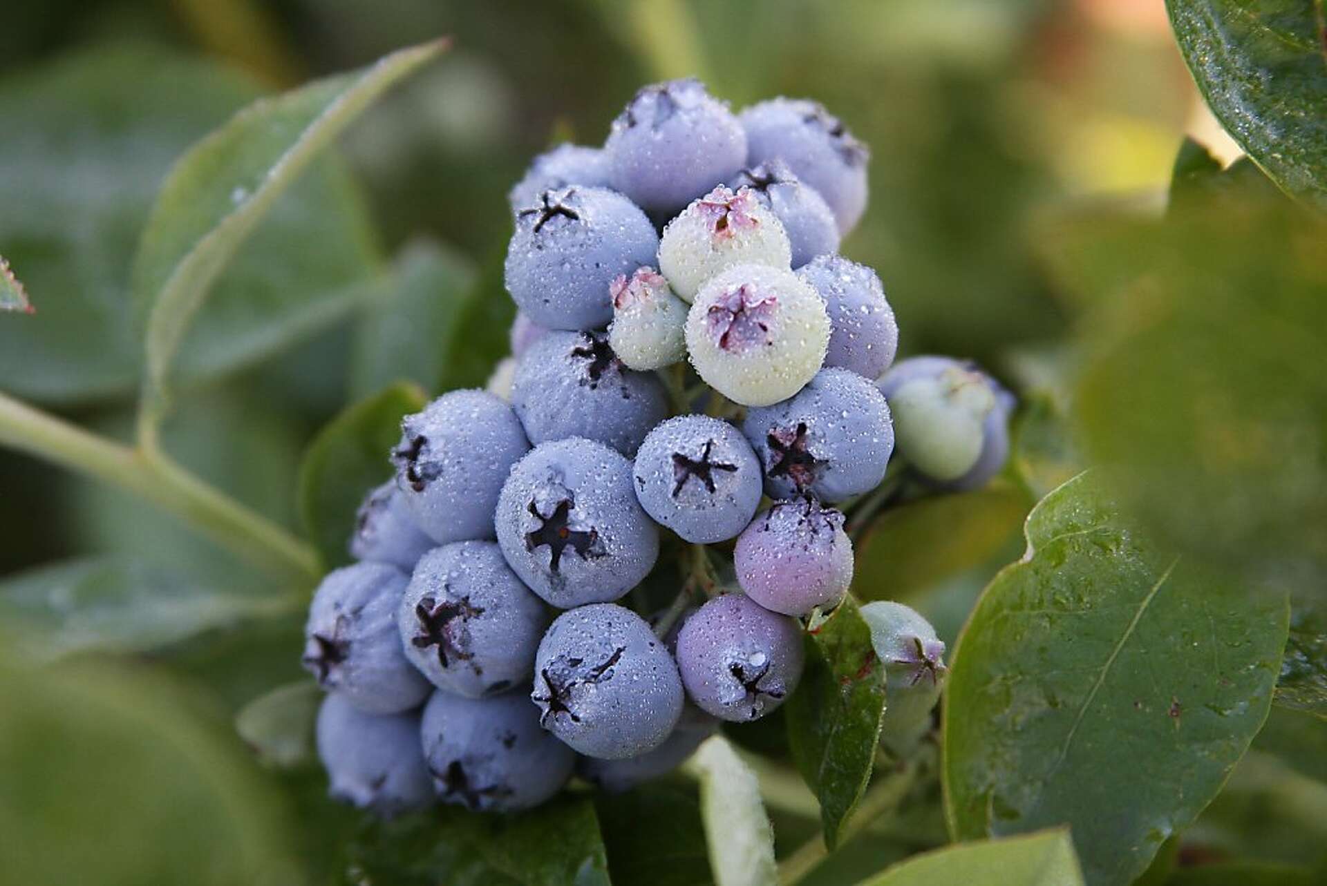 Blueberry varieties that thrive in Bay Area