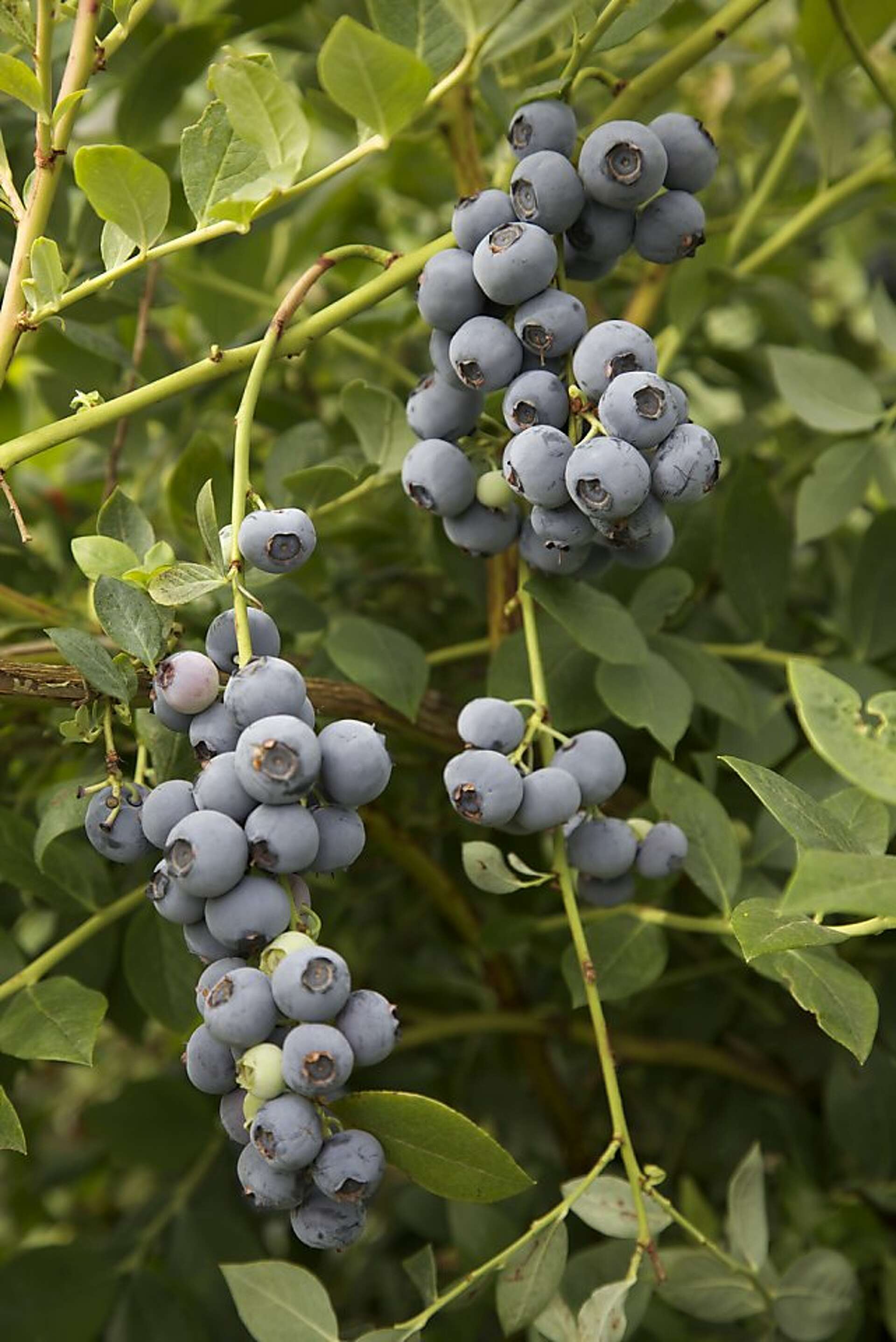 Blueberry varieties that thrive in Bay Area