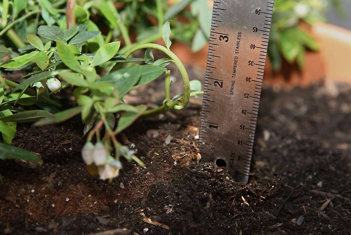 Blueberry varieties that thrive in Bay Area