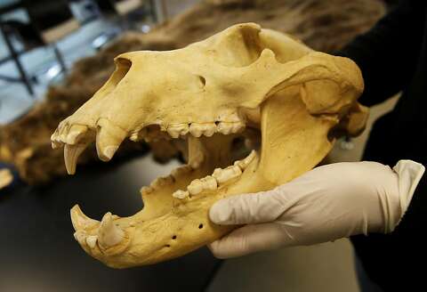 CA grizzly bear Monarch: a symbol of suffering