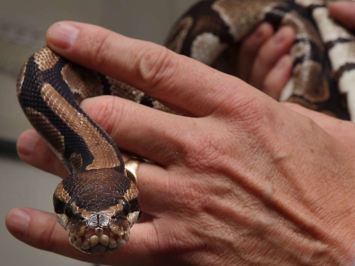 'Slither' exhibit shows magic of snakes, lizards