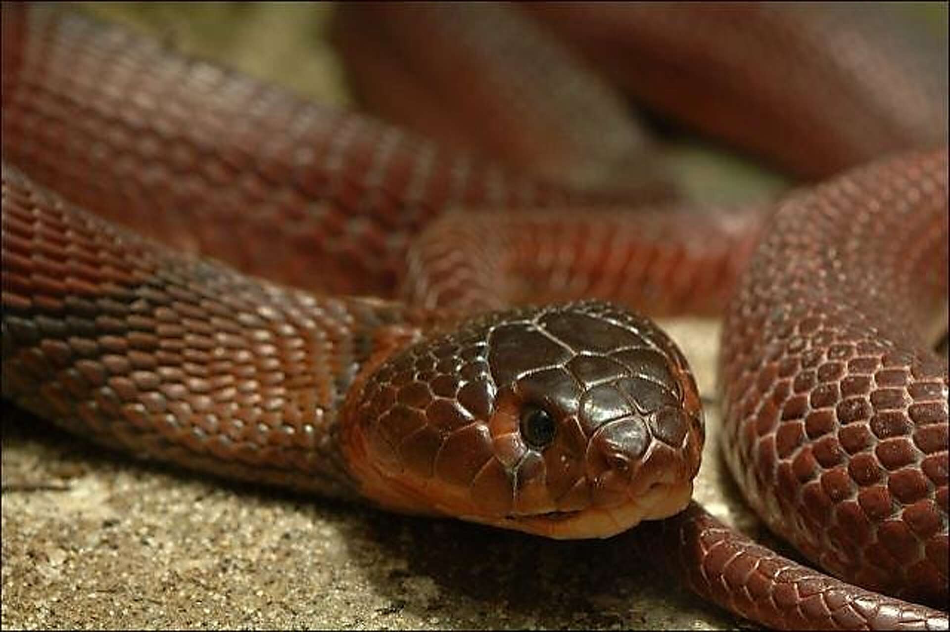 'Slither' exhibit shows magic of snakes, lizards