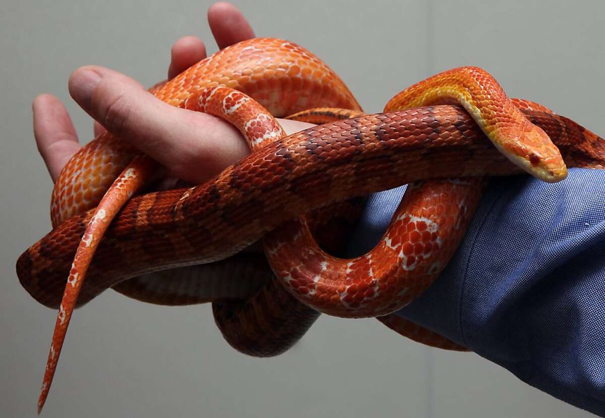 'Slither' exhibit shows magic of snakes, lizards