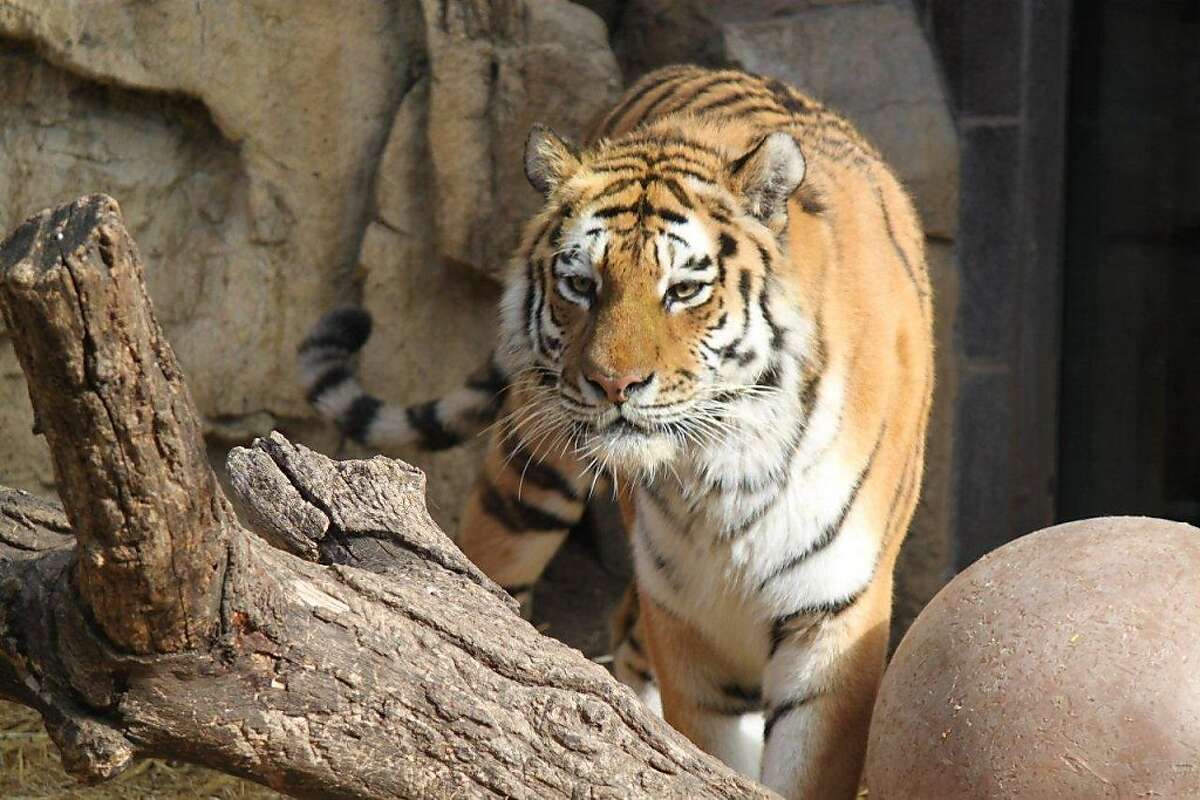 S.F. Zoo soon will get Martha the tiger