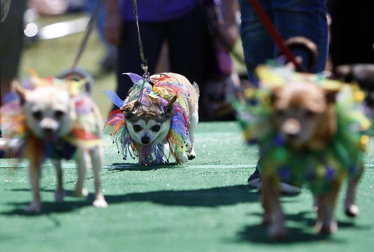 Chihuahuas get their day in the sun