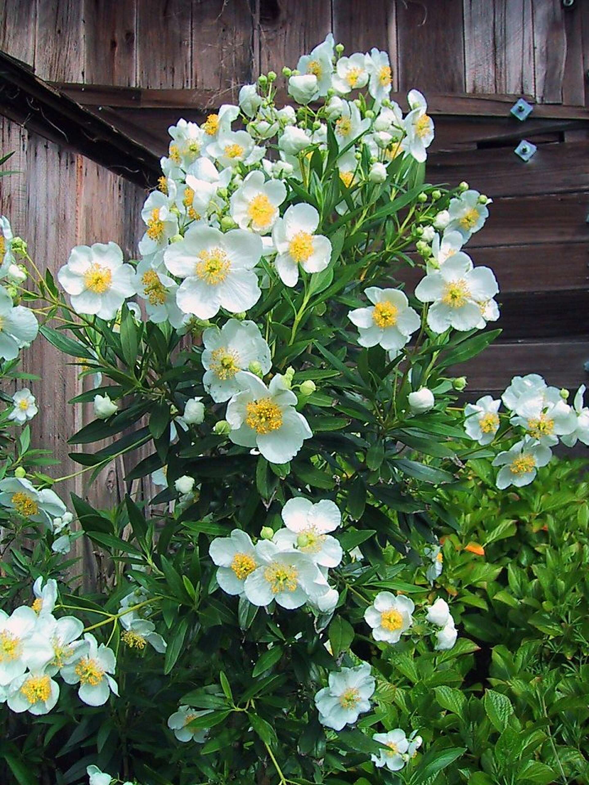 Bush anemone is an eye-popping native shrub