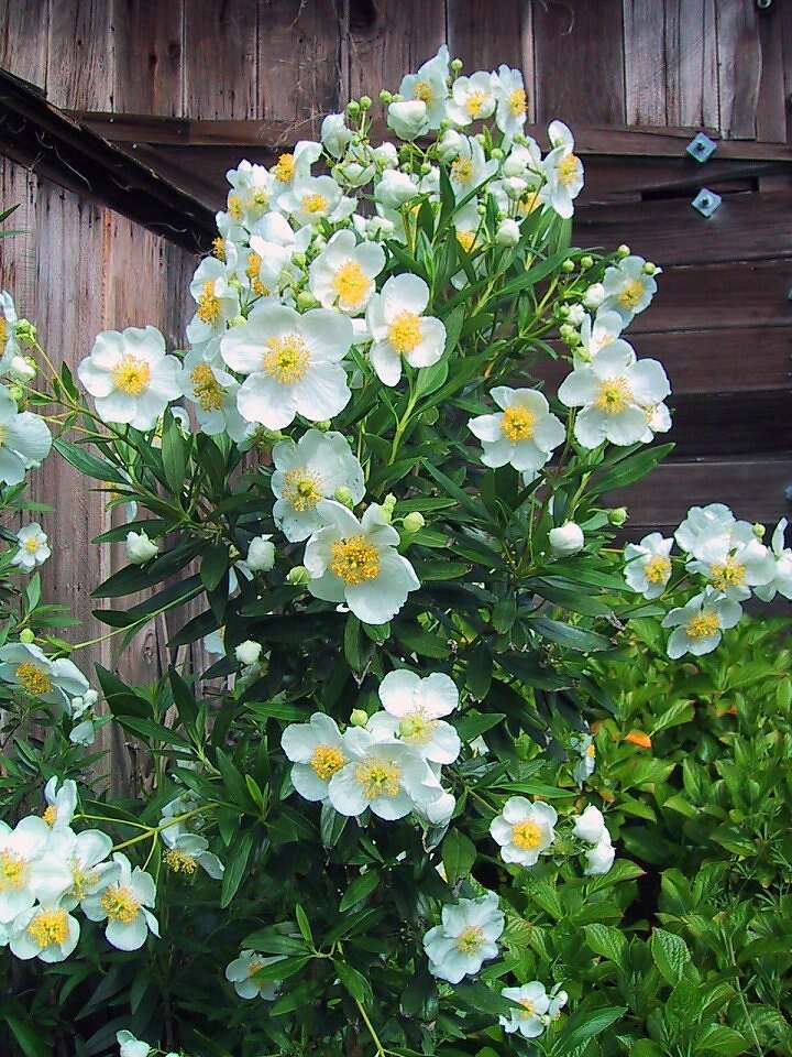 Bush anemone is an eye-popping native shrub