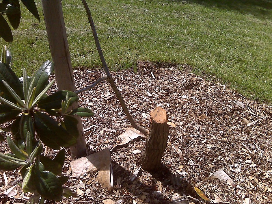 Tree-killing vandal strikes again at park