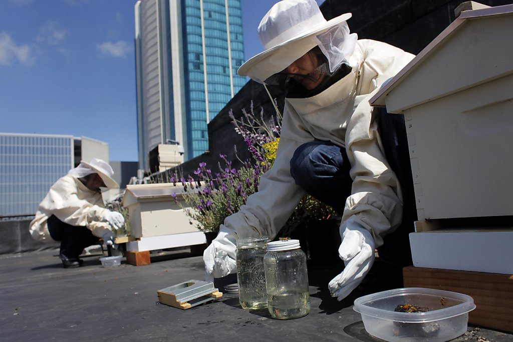 It's a great time to be a honeybee in the city