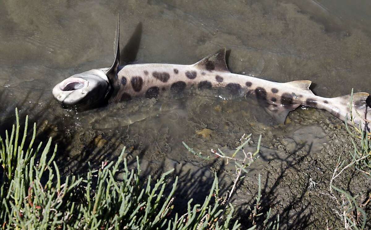 Shark deaths in Redwood City spur search for cause