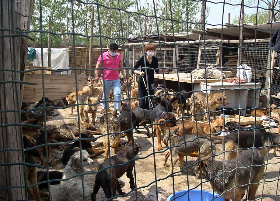 China dog rescue saves hundreds from slaughter - SFGate