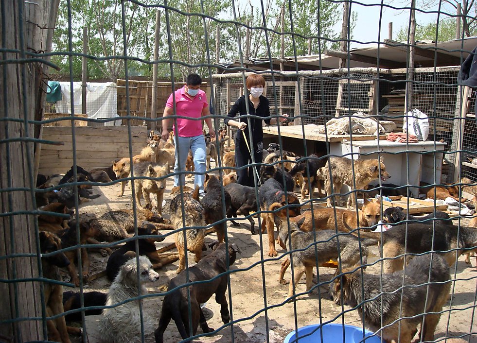 China dog rescue saves hundreds from slaughter