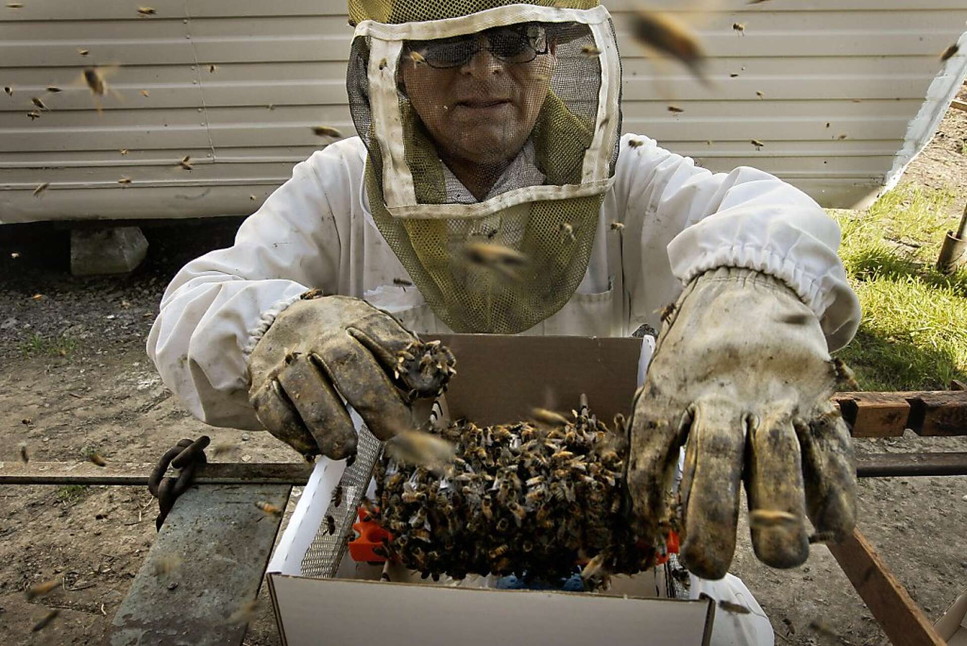 Honeybees making a comeback in California