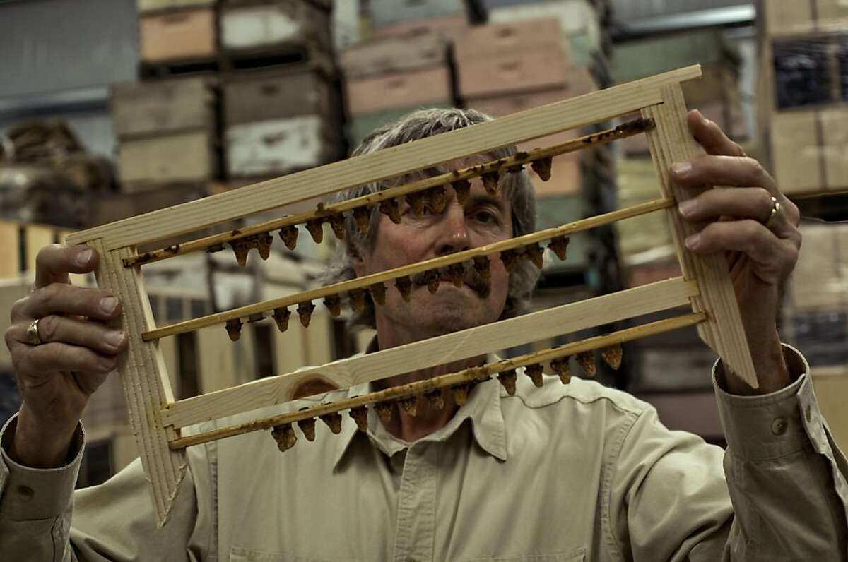 Honeybees making a comeback in California