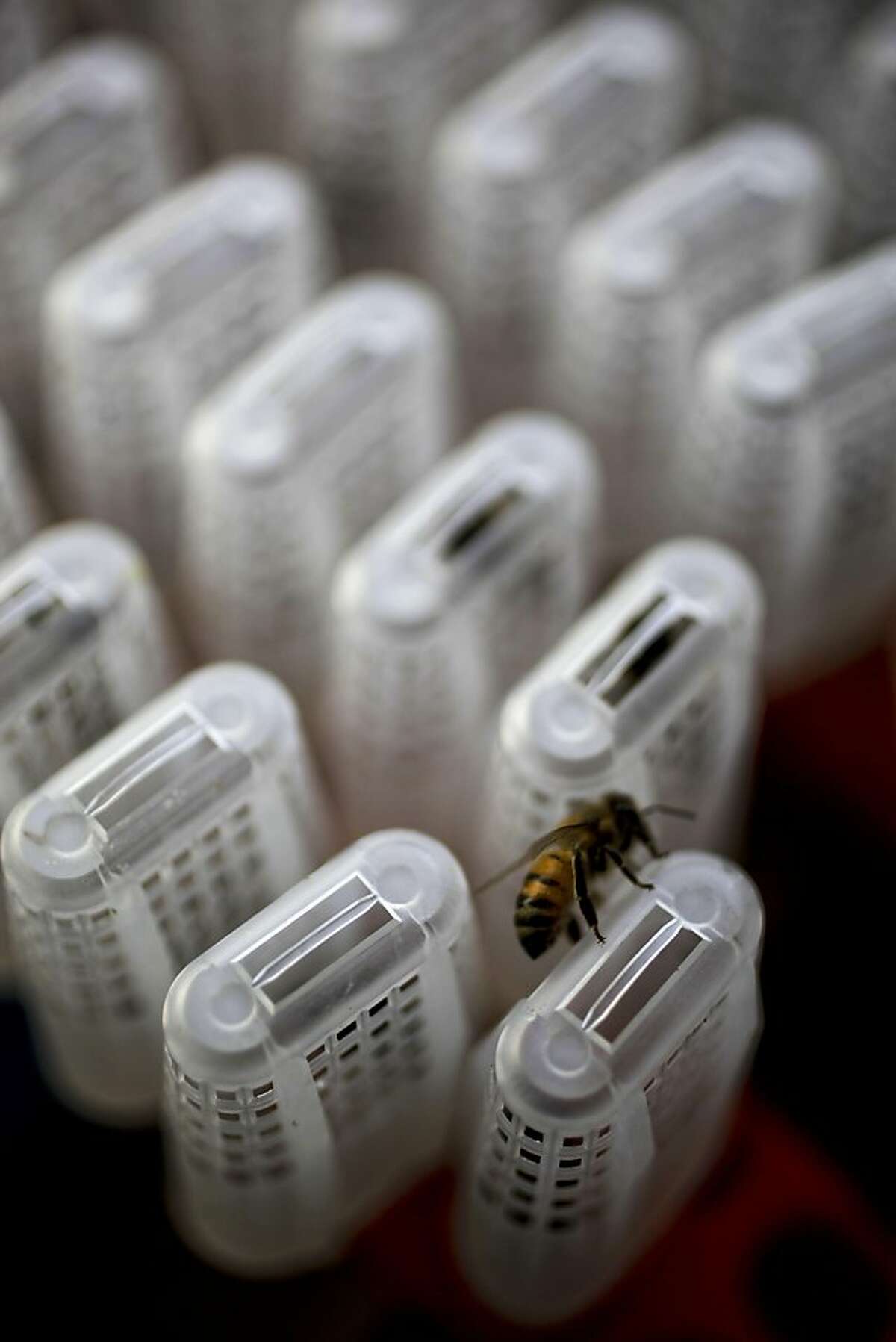 Honeybees making a comeback in California