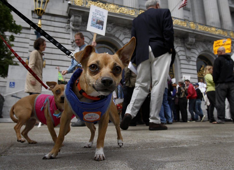 S.F. committee barks at federal dog plan